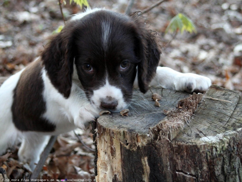 Animal Licensing | Chehalis WA